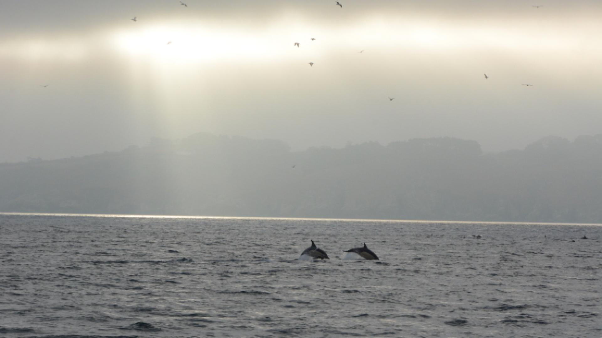 Le Parc Naturel Marin d’Iroise | Office de tourisme de Douarnenez